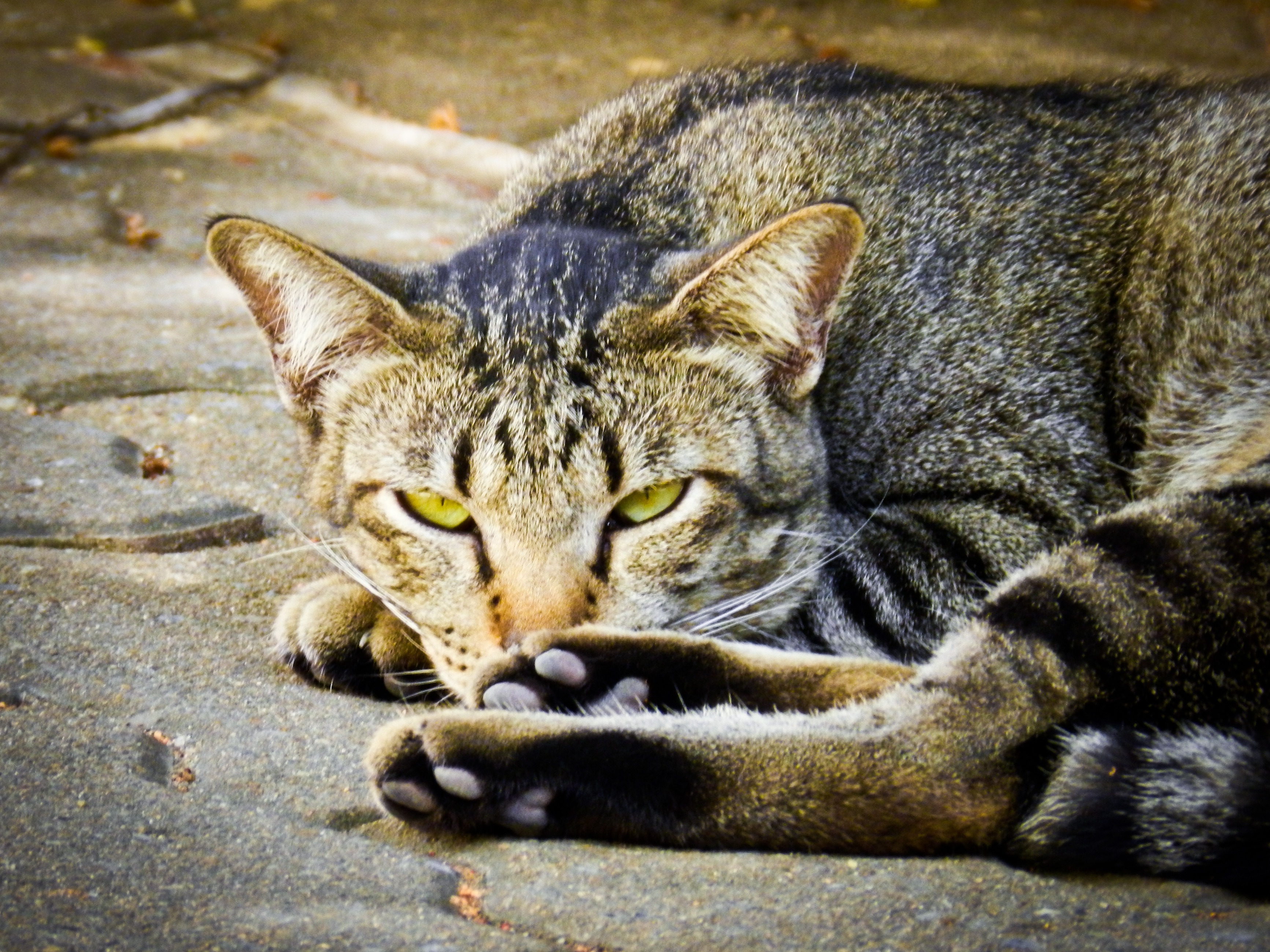 animal-wildlife-wild-fur-kitten-cat-1018581-pxhere.com - WanimoBuzz